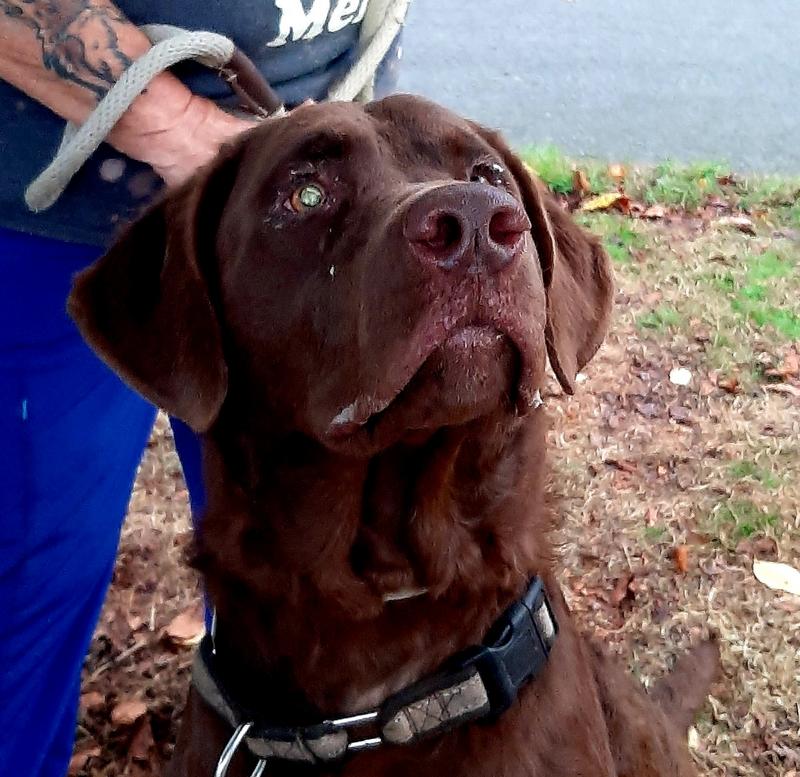 Clatsop County Animal Control & Shelter Adoption Search Results