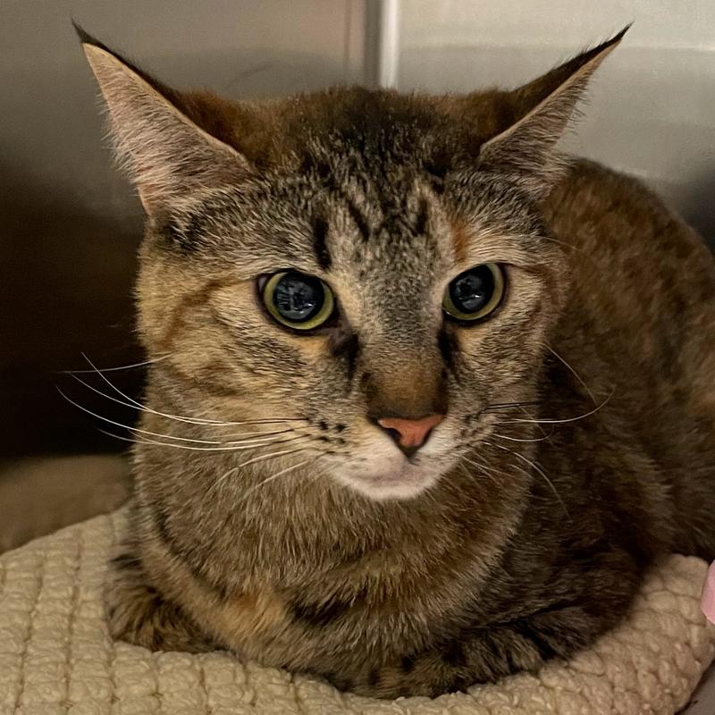 Clatsop County Animal Control & Shelter Adoption Search Results