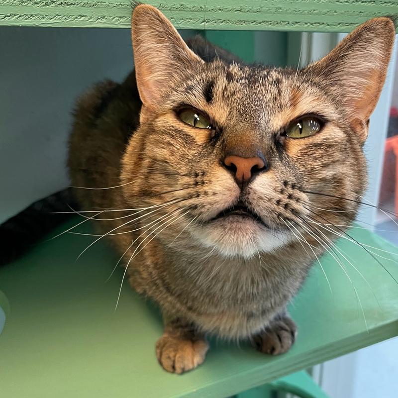 Clatsop County Animal Control & Shelter Adoption Search Results