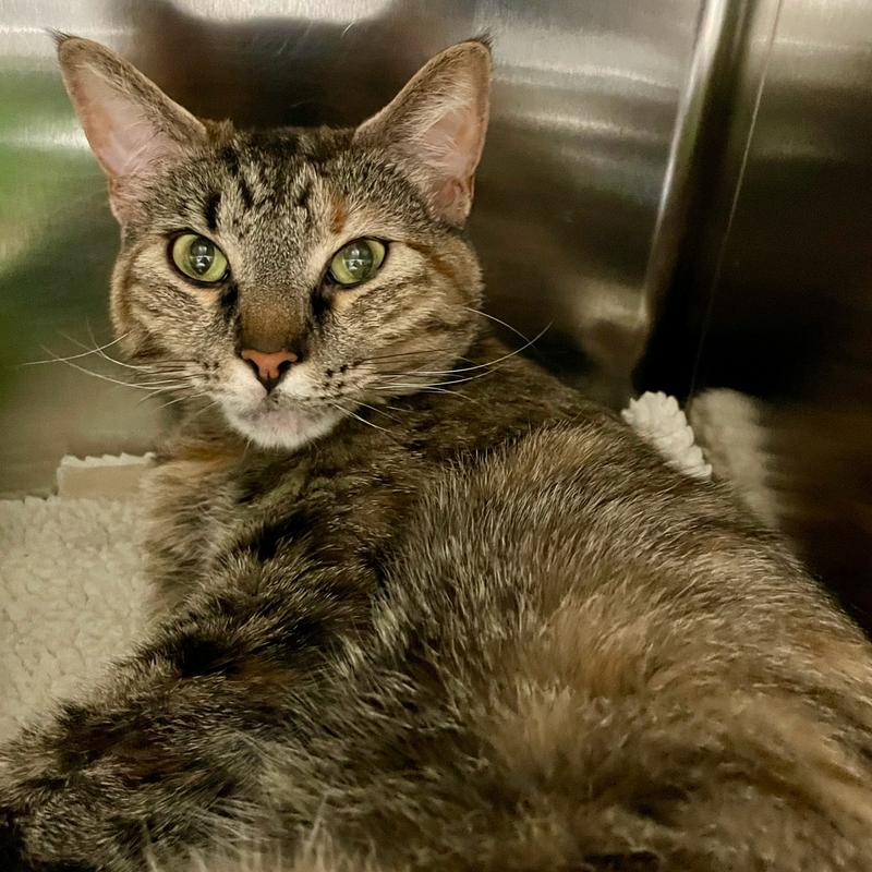 Clatsop County Animal Control & Shelter Adoption Search Results