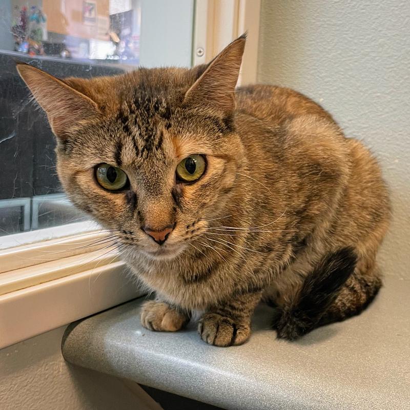 Clatsop County Animal Control & Shelter Adoption Search Results