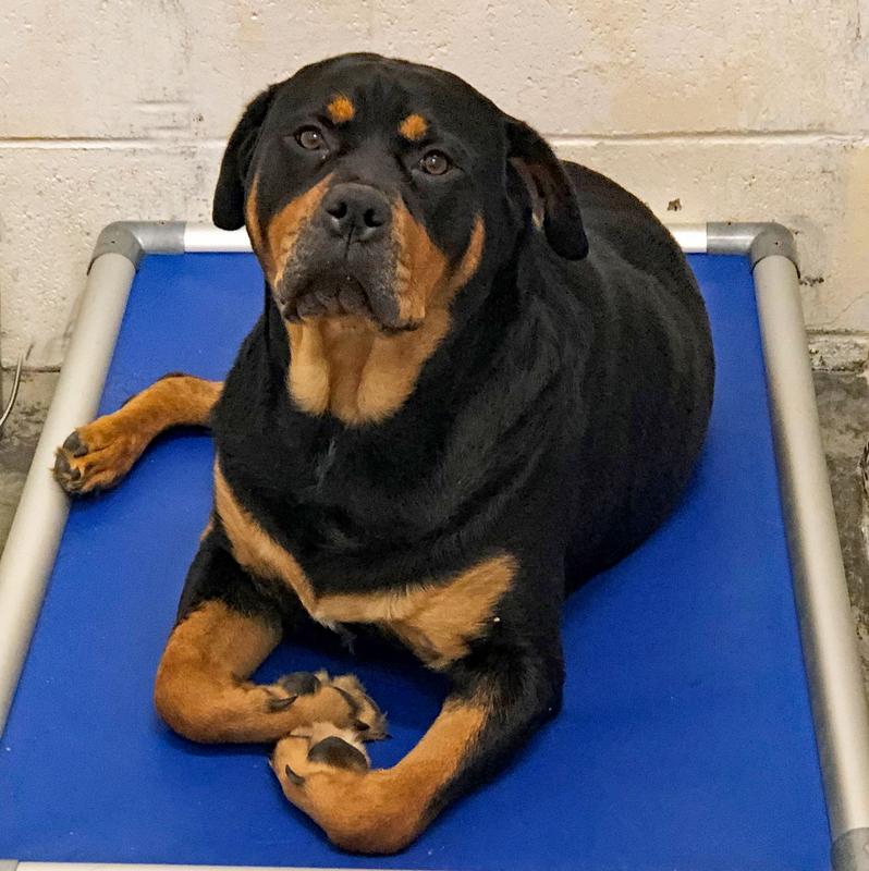 Clatsop County Animal Control & Shelter Adoption Search Results