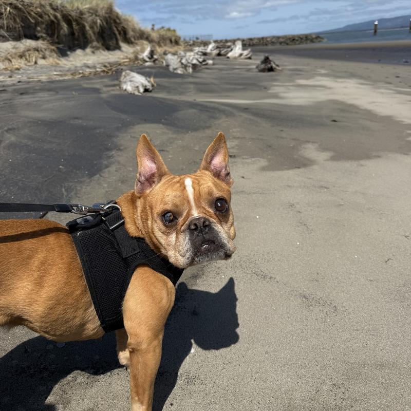 Clatsop County Animal Control & Shelter Adoption Search Results