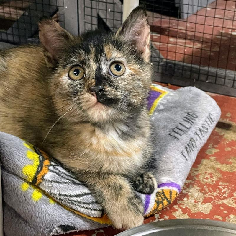 Clatsop County Animal Control & Shelter Stray or Lost Animal Search Results